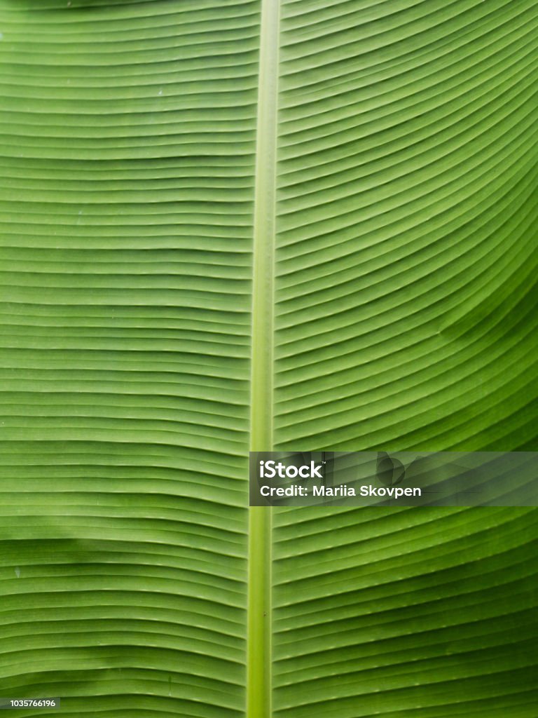 Daun Pisang Latar Belakang Tekstur Backlight Daun Hijau Segar Foto Stok