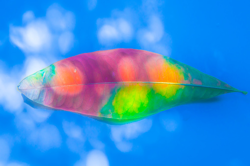 Life Force Leaves Stock Photo - Download Image Now - Beauty, Blue ... Life Force Leaves Stock Photo - Download Image Now - Beauty, Blue ...