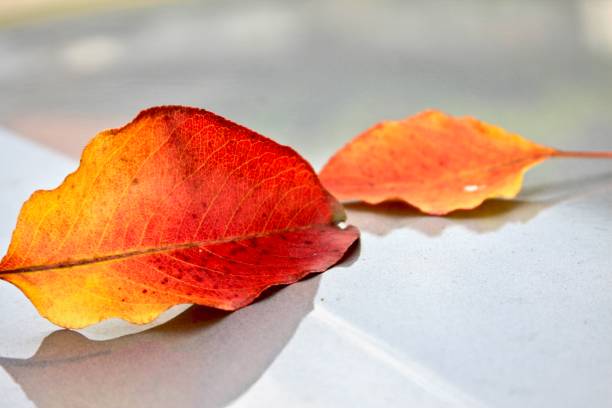 Autom Pictures | Download Free Images on Unsplash
