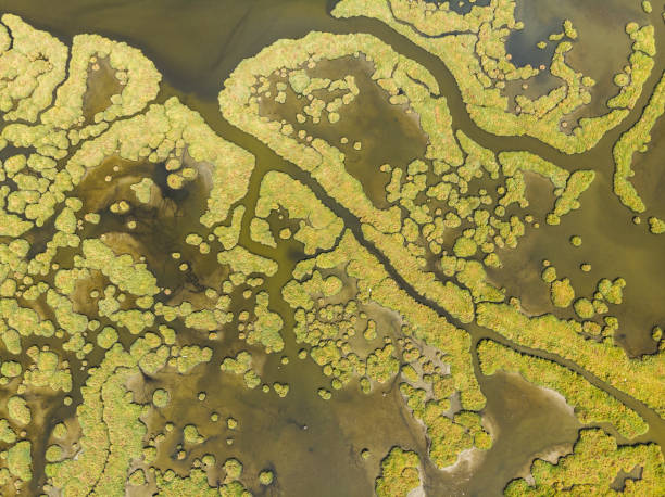 Free Stock Photo of Aerial shot of wetland patterns | Download Free ...