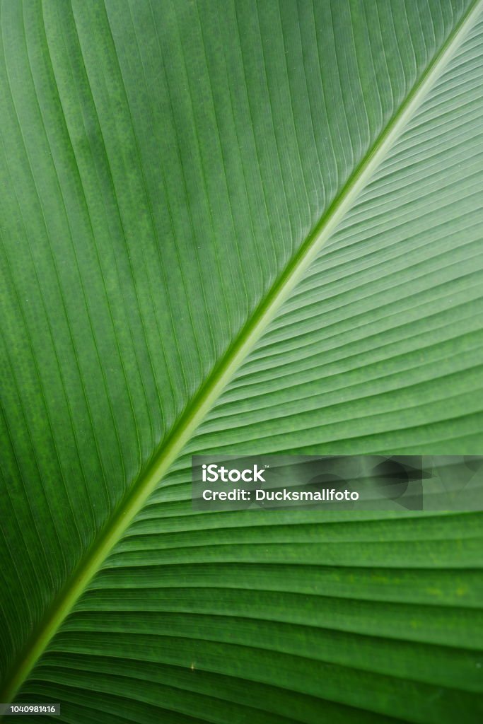 Latar Belakang Tekstur Daun Pisang Latar Belakang Alam Foto Stok