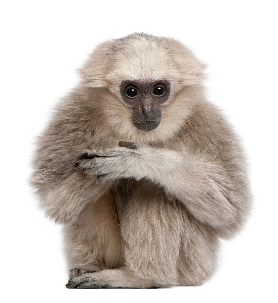 Gibbon Pictures | Download Free Images on Unsplash