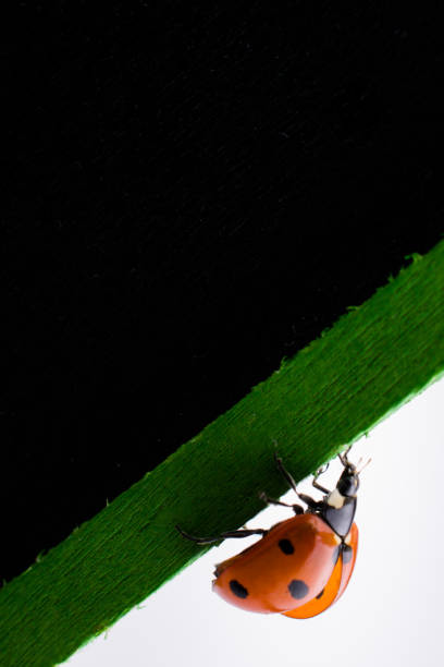 20 Panneau Daffichage Coccinelle Photos Taleaux Et Images Libre De