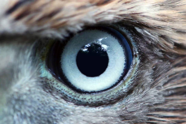 Bird Eye Pictures | Download Free Images on Unsplash