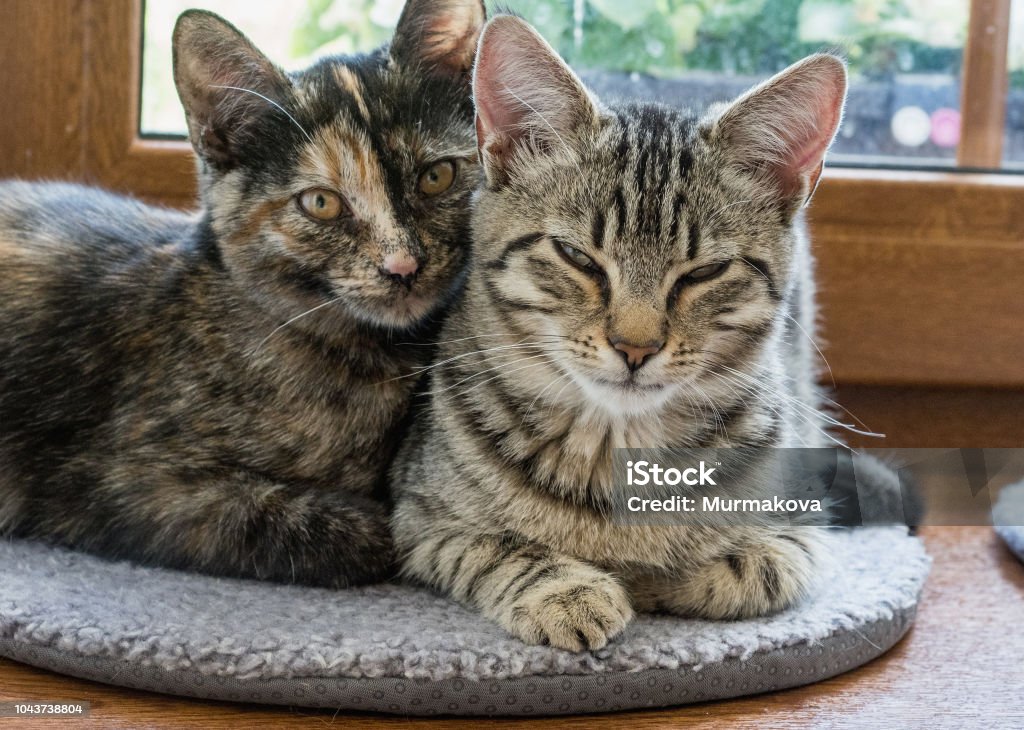 Potret Dua Kucing Tergeletak Di Jendela Dua Anak Kucing Lucu Di Jendela ... Potret Dua Kucing Tergeletak Di Jendela Dua Anak Kucing Lucu Di Jendela ...