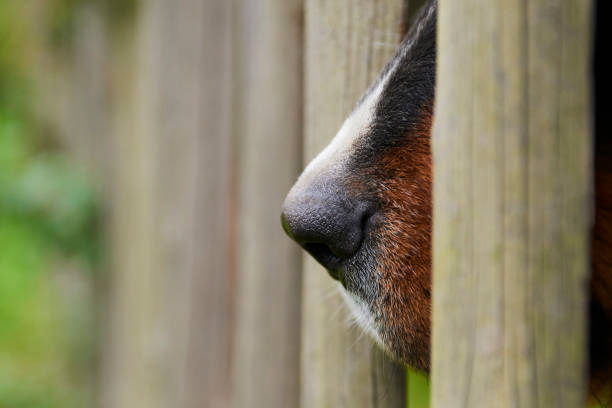 Free picture: adorable, black, dog, fence, head, tongue, nose, teeth ...