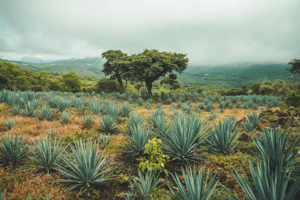 Free Stock Photo of Agave plant | Download Free Images and Free ...