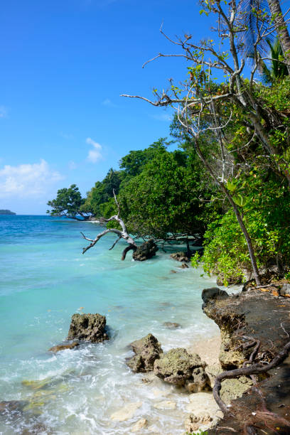 madang Premium Photos, Pictures and Images by Istock