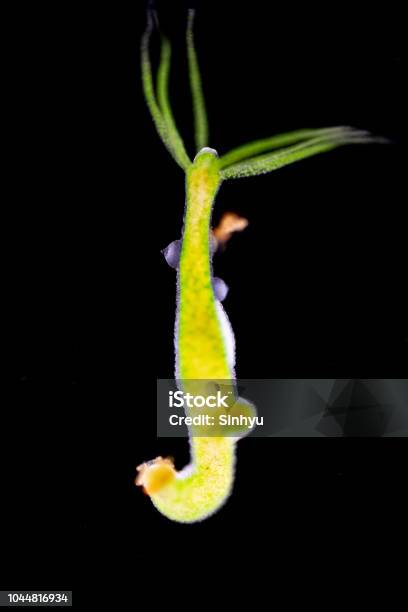 Hydra Adalah Genus Hewan Kecil Air Tawar Dari Phylum Cnidaria Dan ... Hydra Adalah Genus Hewan Kecil Air Tawar Dari Phylum Cnidaria Dan ...