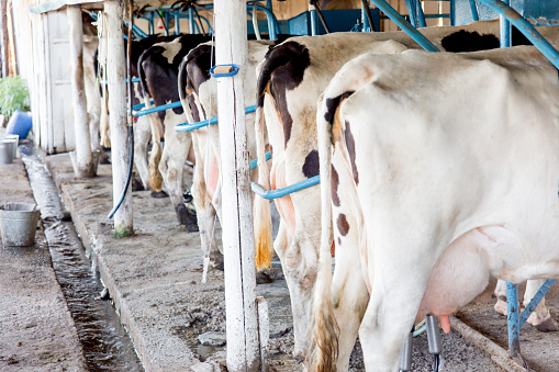 Gambar Fasilitas Pemerahan Sapi Peternakan Sapi Perah Foto Stok - Unduh ... Gambar Fasilitas Pemerahan Sapi Peternakan Sapi Perah Foto Stok - Unduh ...