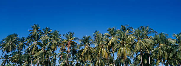 Free Stock Photo of Row of Palm Trees Against Blue Sky | Download Free ...