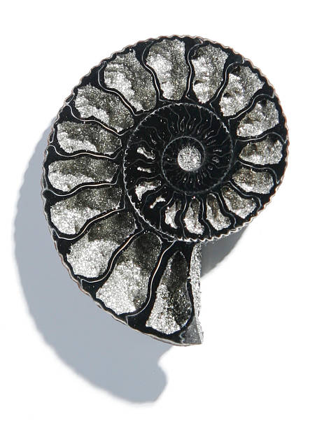 Ammonite Pictures | Download Free Images on Unsplash