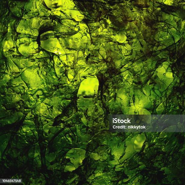 Secado Nori Alga Marina Laminaria Hoja Iluminada Textura Foto de stock ... Secado Nori Alga Marina Laminaria Hoja Iluminada Textura Foto de stock ...
