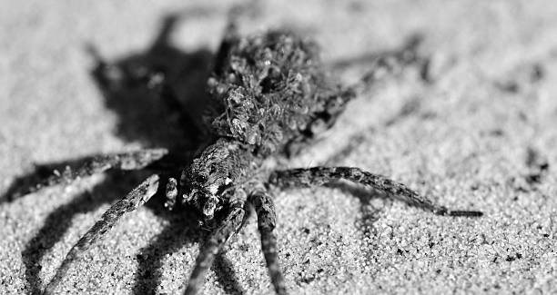 Free Stock Photo of Spider Creeping in Black and White | Download Free ...