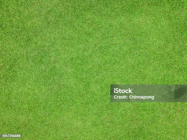 Natural Grass Texture Pattern Background Golf Course Turf Lawn From Top