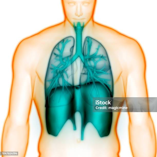 Photo libre de droit de Anatomie De Lappareil Respiratoire banque d ... Photo libre de droit de Anatomie De Lappareil Respiratoire banque d ...
