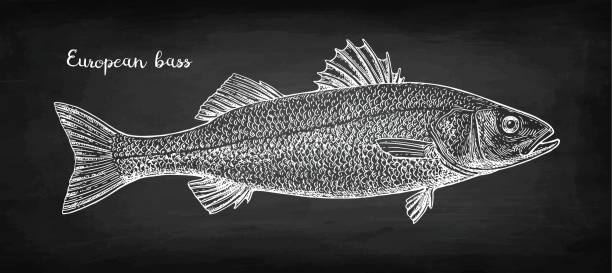 1 000 Loup De Mer Stock Illustrations Graphiques Vectoriels Libre De