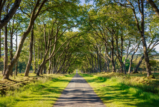 Long Path Pictures | Download Free Images on Unsplash