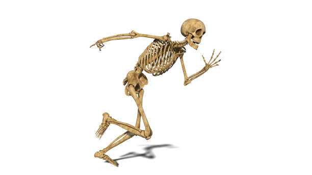 Free Stock Photo of Spooky halloween skeleton monster | Download Free ...
