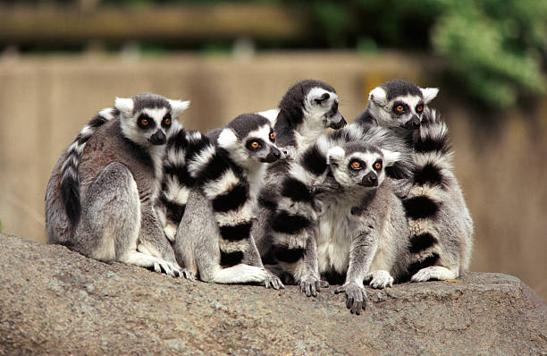 Free Stock Photo of Group of Ring-Tailed Lemurs | Download Free Images ...