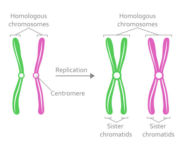 130+ Homologous Chromosome Stock Illustrations, Royalty-Free Vector ... 130+ Homologous Chromosome Stock Illustrations, Royalty-Free Vector ...