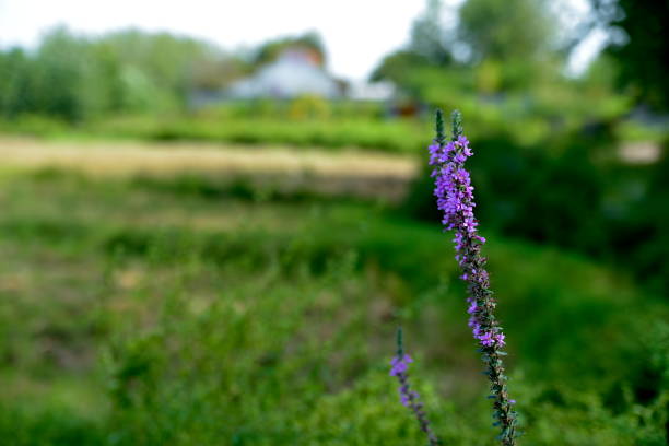 Rasht Pictures | Download Free Images on Unsplash