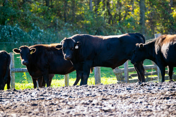 Wagyu Pictures | Download Free Images on Unsplash