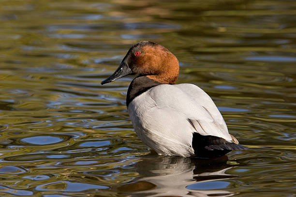 Free picture: canvasback, duck, bird