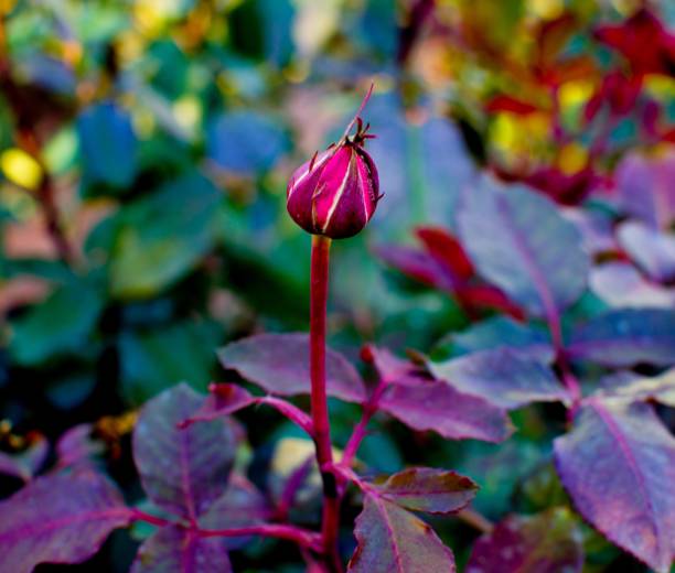 Free picture: rose, pink, close-up, stem, blurry, nature, flower, bloom ...