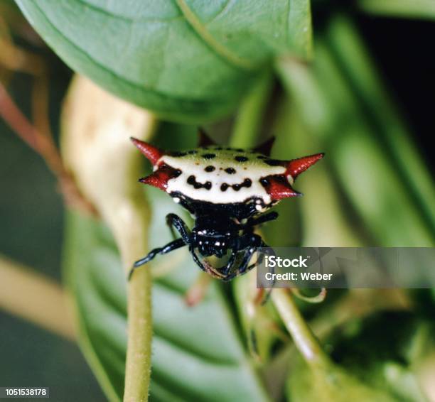 Labalaba Penenun Orb Yang Didukung Spiny Foto Stok - Unduh Gambar ... Labalaba Penenun Orb Yang Didukung Spiny Foto Stok - Unduh Gambar ...