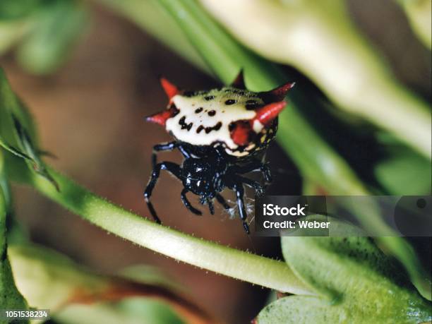 Labalaba Penenun Orb Yang Didukung Spiny Foto Stok - Unduh Gambar ... Labalaba Penenun Orb Yang Didukung Spiny Foto Stok - Unduh Gambar ...