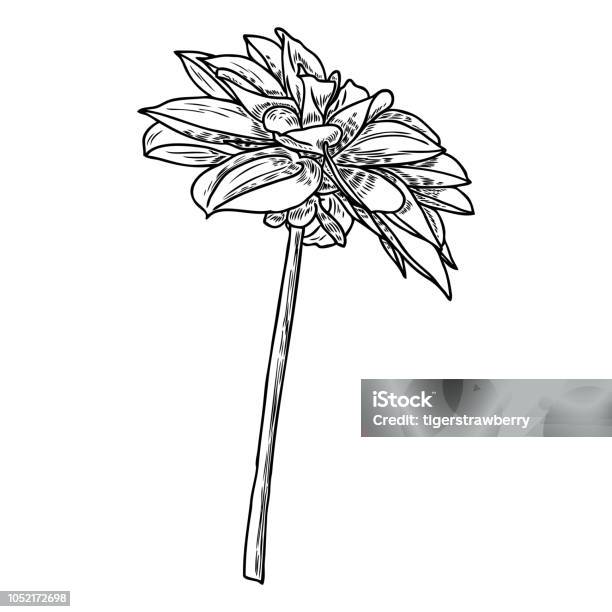 Bunga Dahlia Ilustrasi Vintage Tinta Hitam Dan Putih Botani Elemen ... Bunga Dahlia Ilustrasi Vintage Tinta Hitam Dan Putih Botani Elemen ...