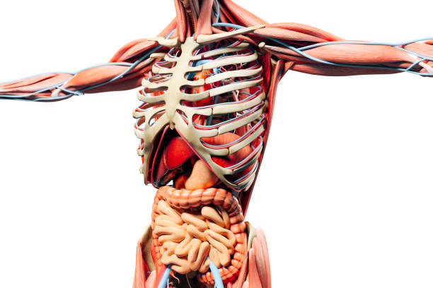 3d man render, anatomy showing skeleton, muscular system and internal ...