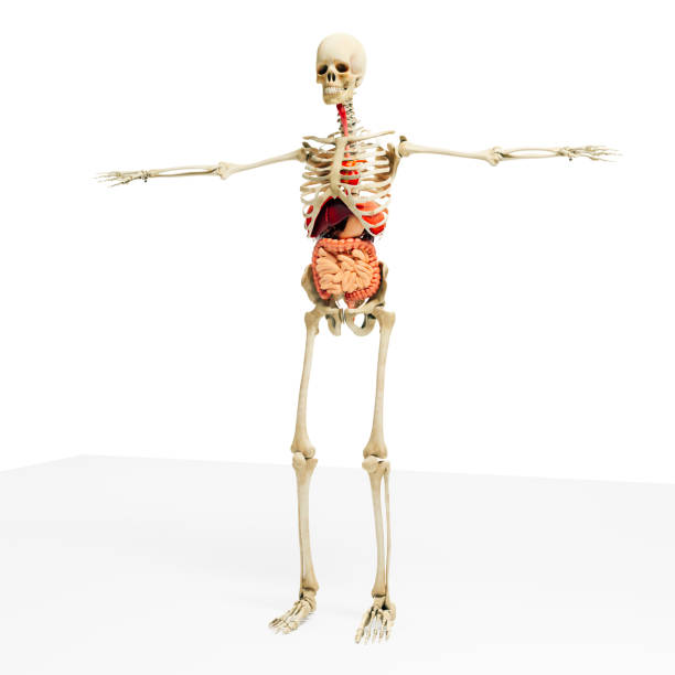 3d man render, anatomy showing skeleton, muscular system and internal ...