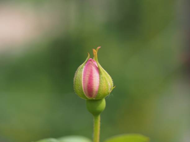 Rosebud Blossom Bloom - Free photo on Pixabay