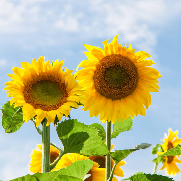 Free Stock Photo of Two Sunflowers | Download Free Images and Free ...