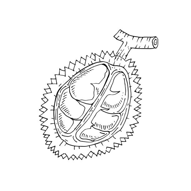 Durian Clipart Black And White