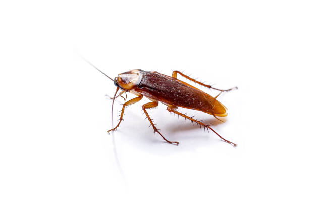 1K+ Cockroach Pictures | Download Free Images on Unsplash