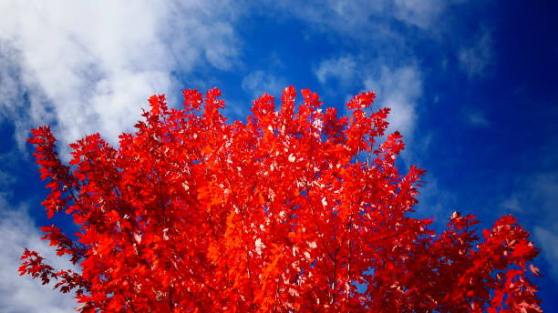 Free Stock Photo of A tree branch with red leaves and blue sky ...