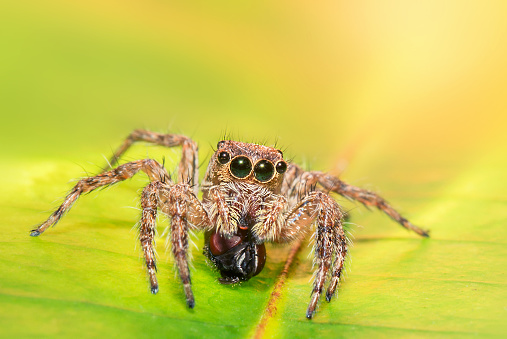 Salticus Scenicus Melompat Labalaba Closeup Makro Labalaba Melompat Dan ... Salticus Scenicus Melompat Labalaba Closeup Makro Labalaba Melompat Dan ...
