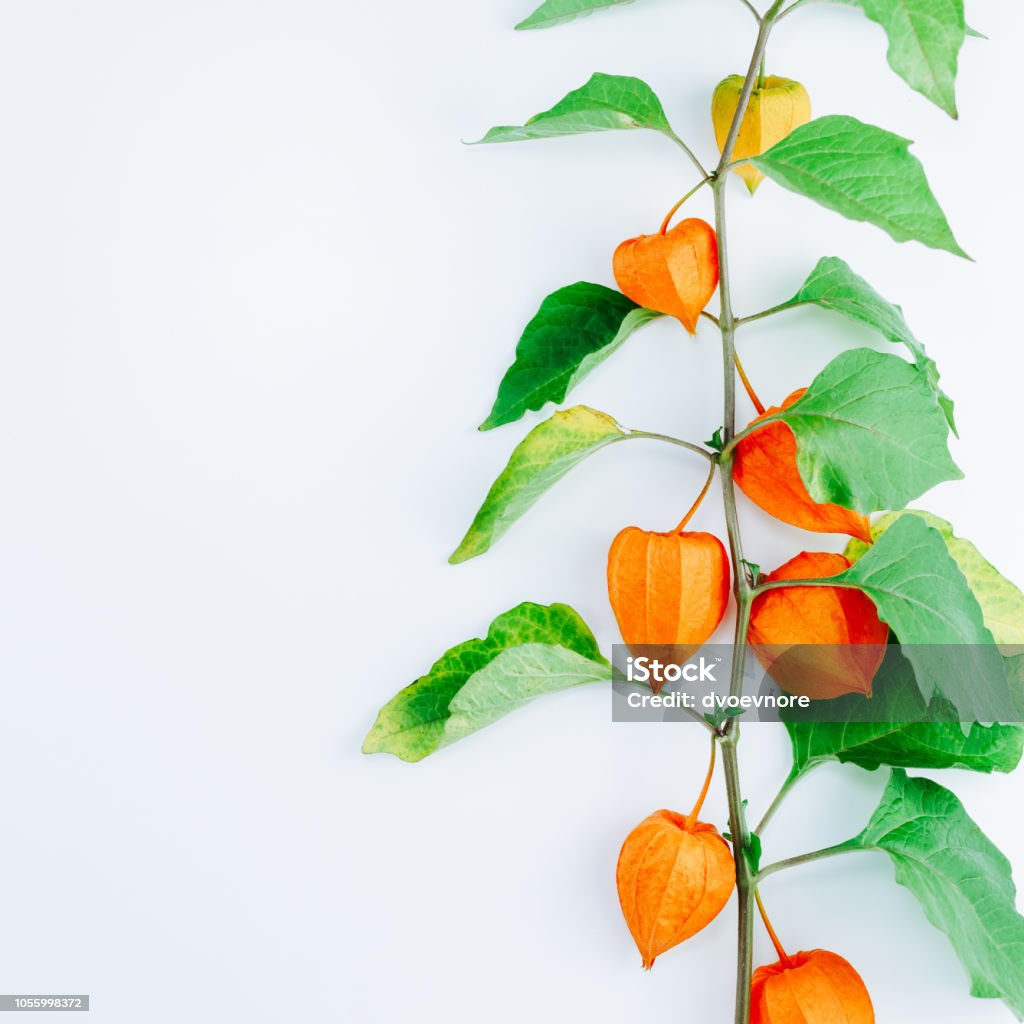 Bunga Oranye Physalis Alkekengi Terisolasi Foto Stok - Unduh Gambar ... Bunga Oranye Physalis Alkekengi Terisolasi Foto Stok - Unduh Gambar ...