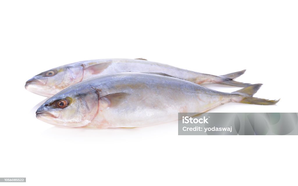 Ikan Yellowtail Bulat Utuh Atau Ikan Hamachi Dengan Latar Belakang ... Ikan Yellowtail Bulat Utuh Atau Ikan Hamachi Dengan Latar Belakang ...