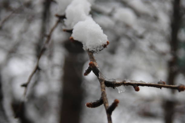 Free snow clad trees stock photos. Download the best free snow clad ...