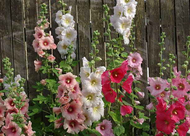 Hollyhock Pictures | Download Free Images on Unsplash