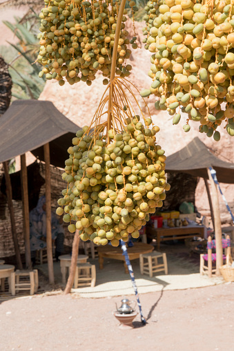 Tanggal Dalam Pohon Tanggal Foto Stok - Unduh Gambar Sekarang - Buah ... Tanggal Dalam Pohon Tanggal Foto Stok - Unduh Gambar Sekarang - Buah ...