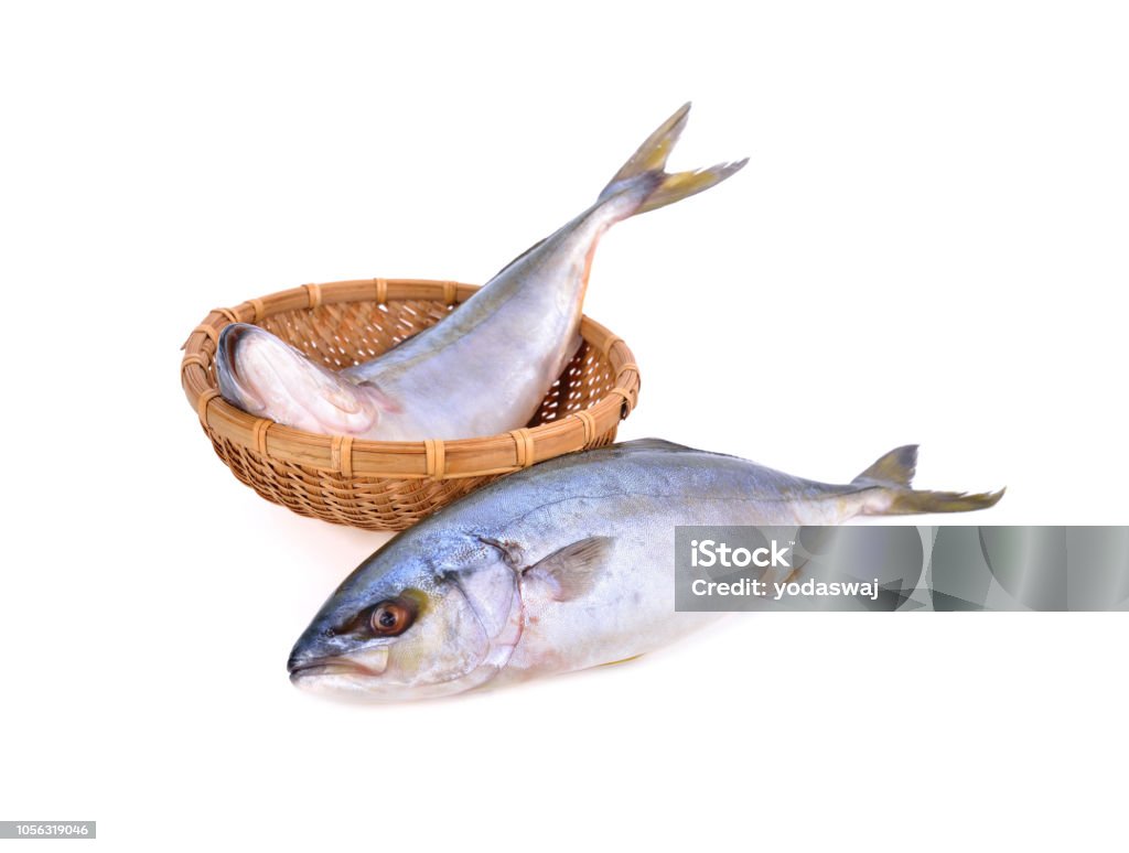 Ikan Yellowtail Bulat Utuh Atau Ikan Hamachi Di Keranjang Dan Di Latar ... Ikan Yellowtail Bulat Utuh Atau Ikan Hamachi Di Keranjang Dan Di Latar ...