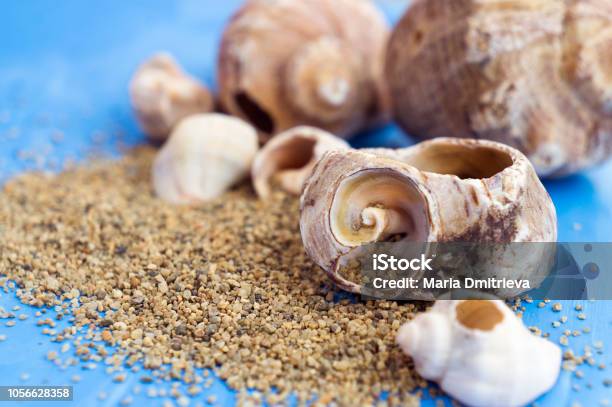Veined Rapa Whelks Or Rapana Venosa Sea Shells And Sand On Bright Blue