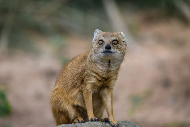 100+ Inquisitive Red Meerkat Stock Photos, Pictures & Royalty-Free ... 100+ Inquisitive Red Meerkat Stock Photos, Pictures & Royalty-Free ...
