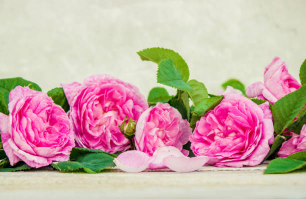 Free Stock Photo of Pink Tea Rose | Download Free Images and Free ...