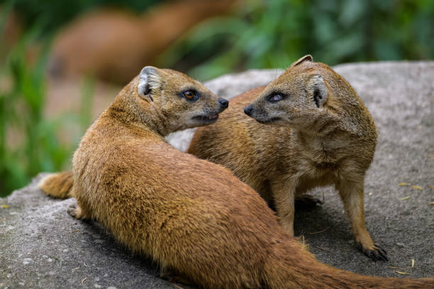 150+ Inquisitive Red Meerkat Stock Photos, Pictures & Royalty-Free ... 150+ Inquisitive Red Meerkat Stock Photos, Pictures & Royalty-Free ...